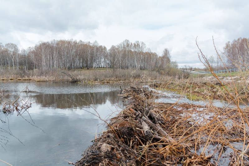 Biber-Verdammung Die Verdammung Konstruiert Durch Einen Biber Haus ...