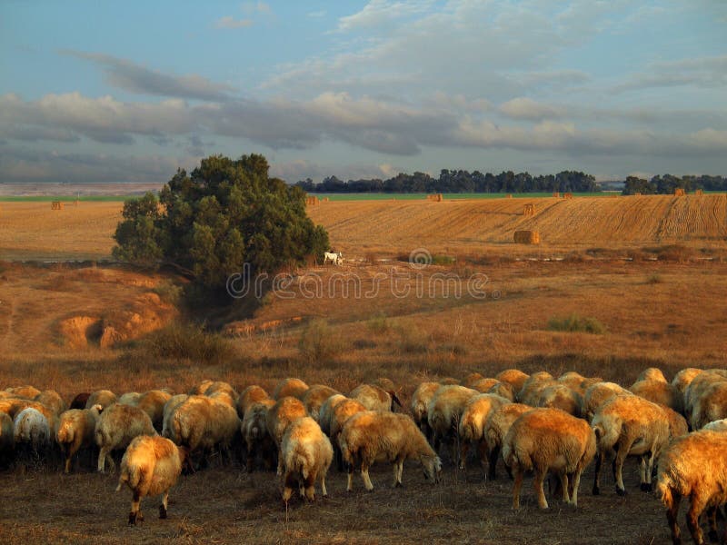 Bible landscape stock image. Image of herd, field, trees - 1078993