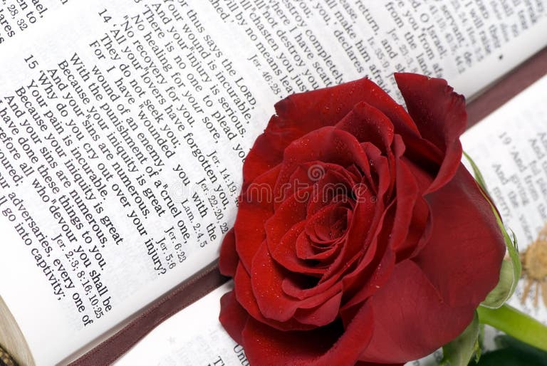 470 Open Bible Rose Stock Photos - Free & Royalty-Free Stock Photos ...