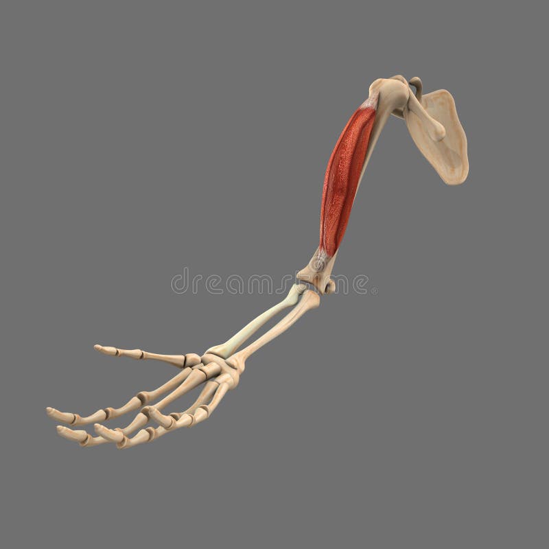 Bicep muscle stock illustration. Illustration of contraction - 44728963
