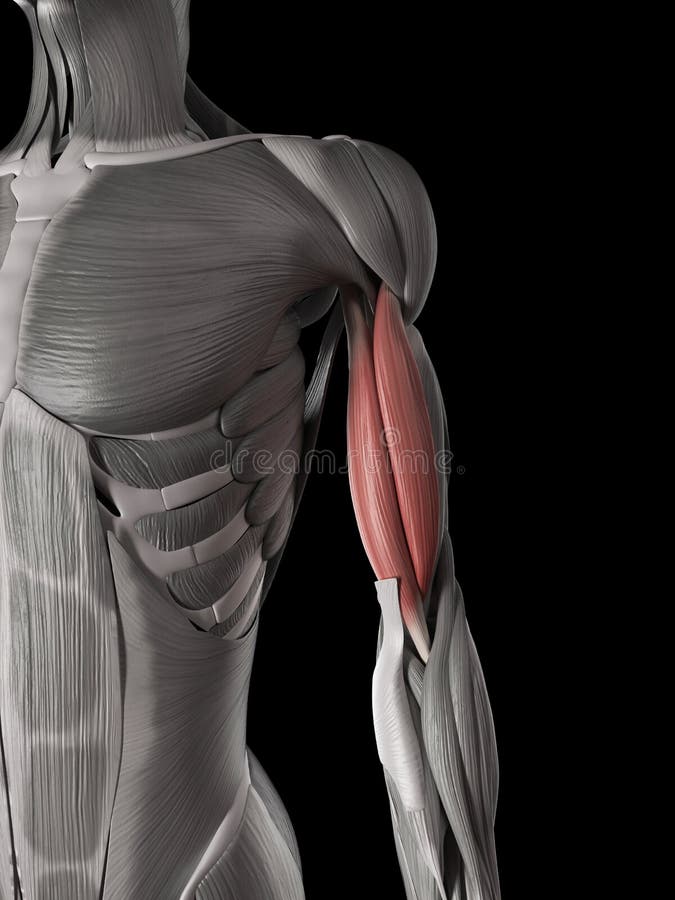 Biceps Brachii Muscle Anatomy for Medical Concept 3D Illustration Stock ...