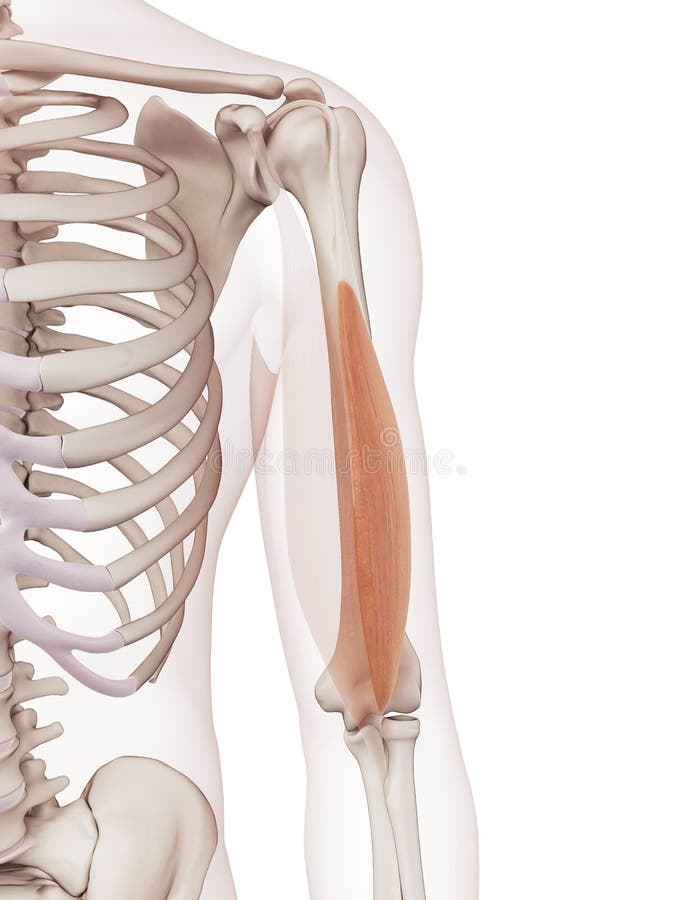 Biceps Stock Illustrations – 16,099 Biceps Stock Illustrations, Vectors ...