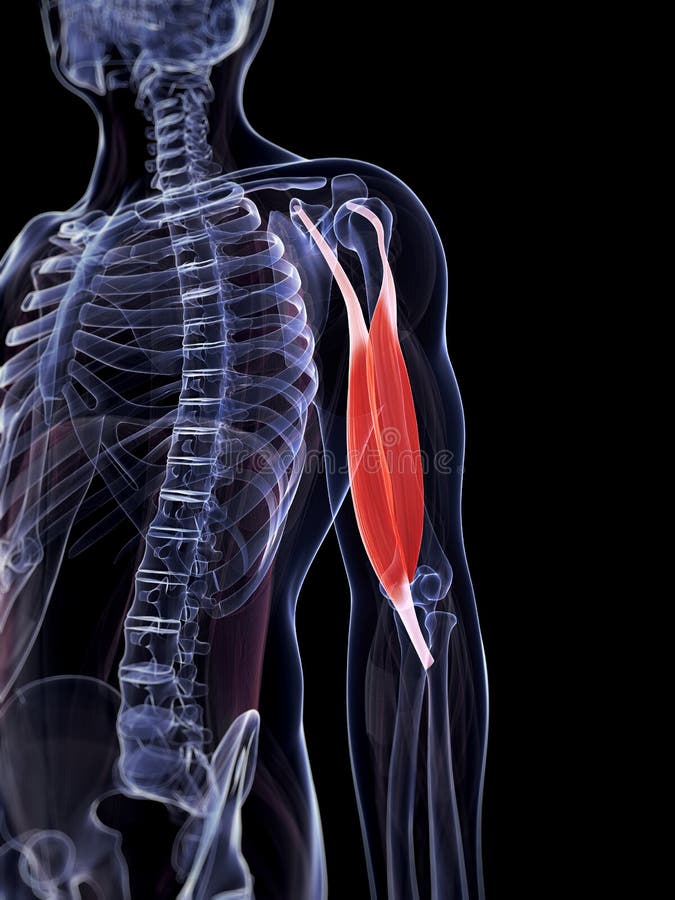 The biceps stock illustration. Illustration of musculature - 34164572