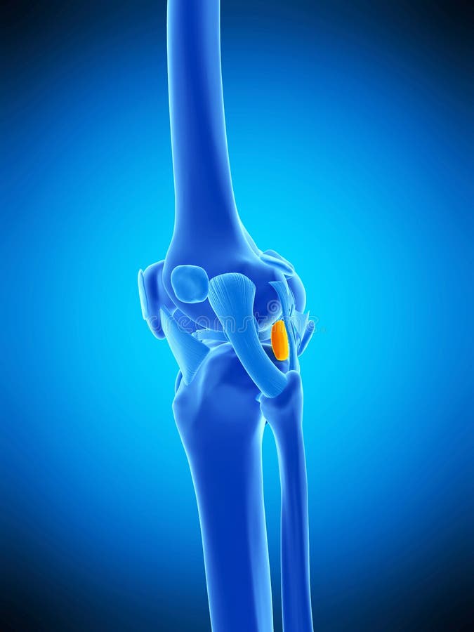 The biceps femoris bursa stock illustration. Illustration of tibia ...