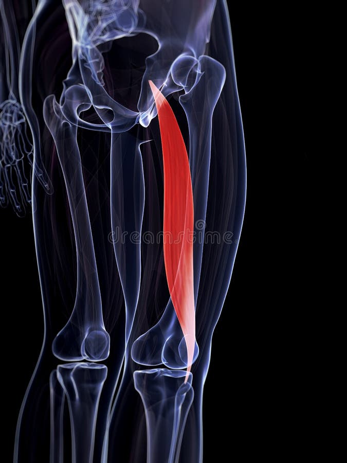 The Biceps Femoris Long Head Stock Illustration - Illustration of ...