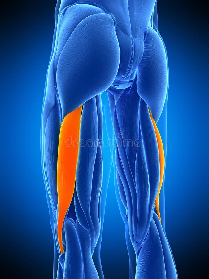 The biceps femoris longus stock illustration. Illustration of medical ...