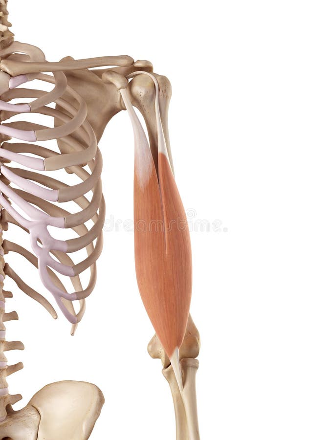 Biceps Stock Illustrations – 17,344 Biceps Stock Illustrations, Vectors ...