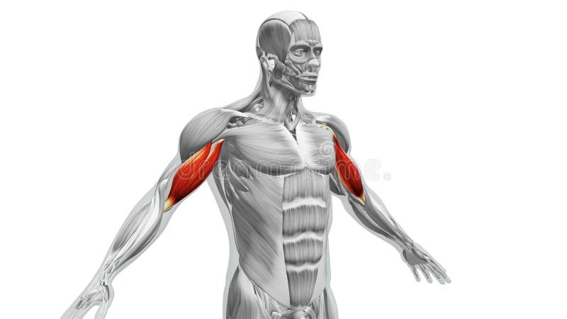 Anatomy of the Biceps Muscles Stock Illustration - Illustration of body ...