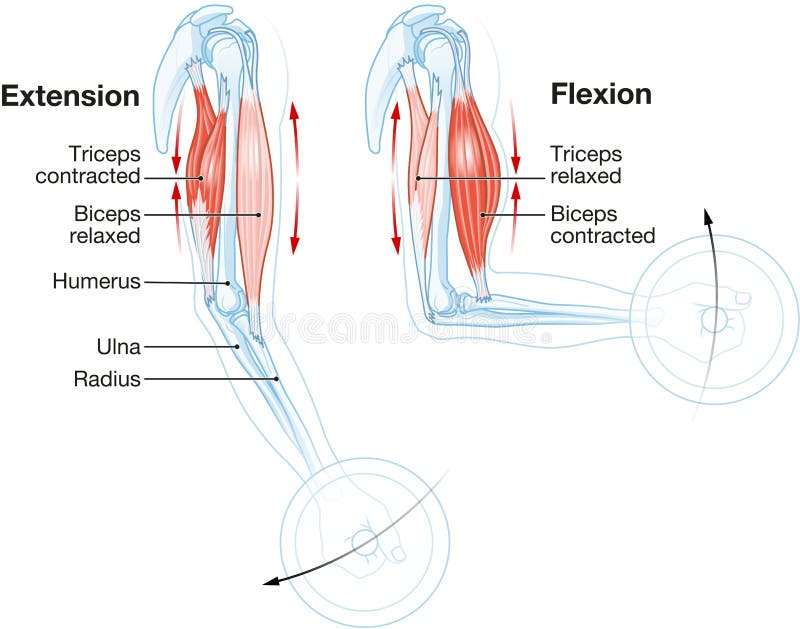 Biceps and Triceps Muscles. Extension and Flexion Stock Illustration ...