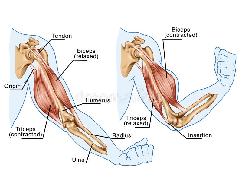 Biceps, Triceps - Armrörelse Stock Illustrationer - Illustration av ...