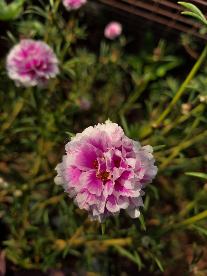 Bichhu batti flower stock photo. Image of wildflower - 237571878