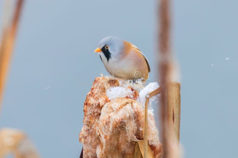 Bichinho-de-bico-de-bico-branco Imagem de Stock - Imagem de europa ...