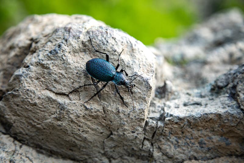 Bicho azul en piedra foto de archivo. Imagen de travieso - 253778348