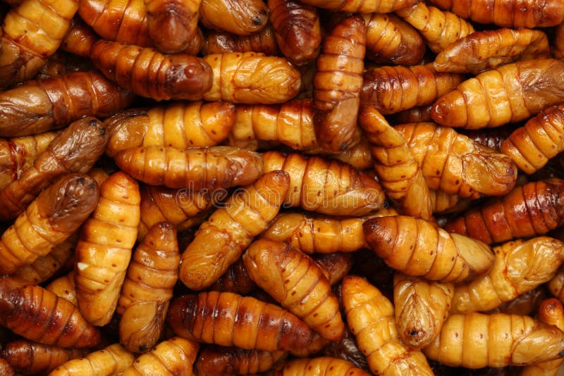 Bicho-da-seda Coreano - Beondaegi Foto de Stock - Imagem de coma ...