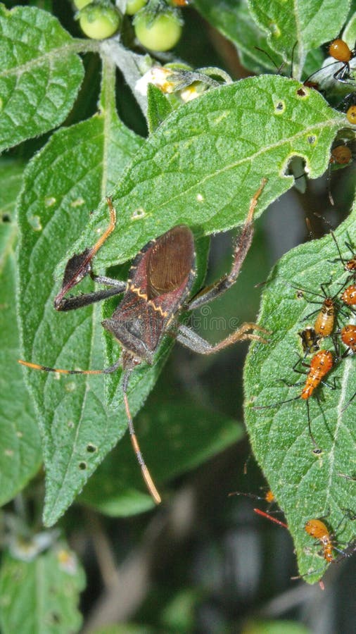Bicho De Pie De Hoja En Una Hoja Imagen de archivo - Imagen de macro ...