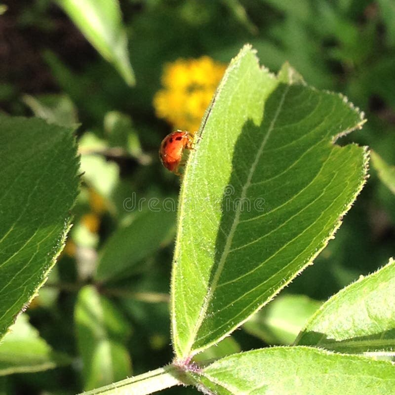 Bicho Largo Al Borde De La Hoja Imagen de archivo - Imagen de ...