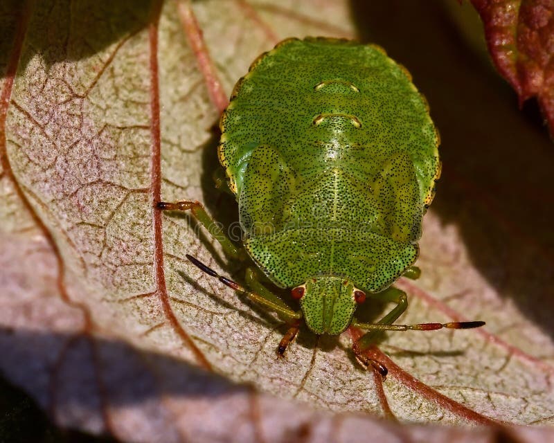Insecto Verde Del Escudo, Ninfas Del Prasina De Palomena Imagen de ...