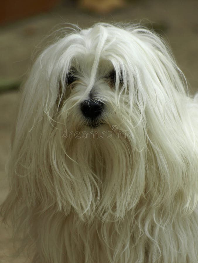 Waiting.... stock image. Image of gray, expressive, domestic - 8619