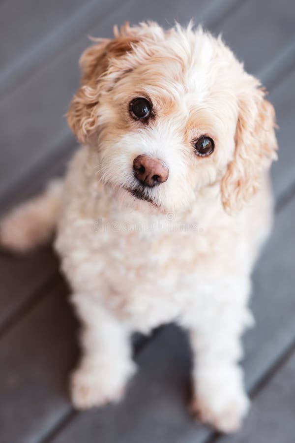 Bichon Cocker Spaniel White Fluffy Cane Immagine Stock - Immagine di ...