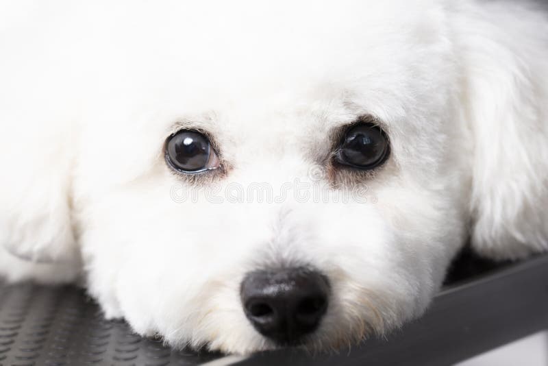 Bichon dog stock photo. Image of mammal, beautiful, portrait - 255013932