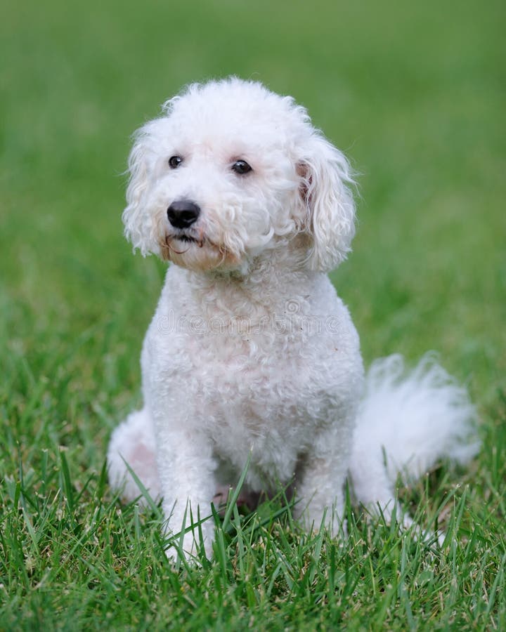 Bichon Frise Golden Retriever Mix