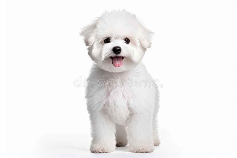 Bichon Frise Dog Upright on a White Background Stock Illustration ...