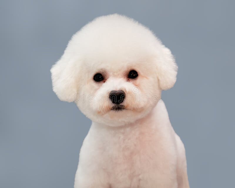 Bichon Frise with a Beautiful Hairstyle after Visiting an Animal Salon ...