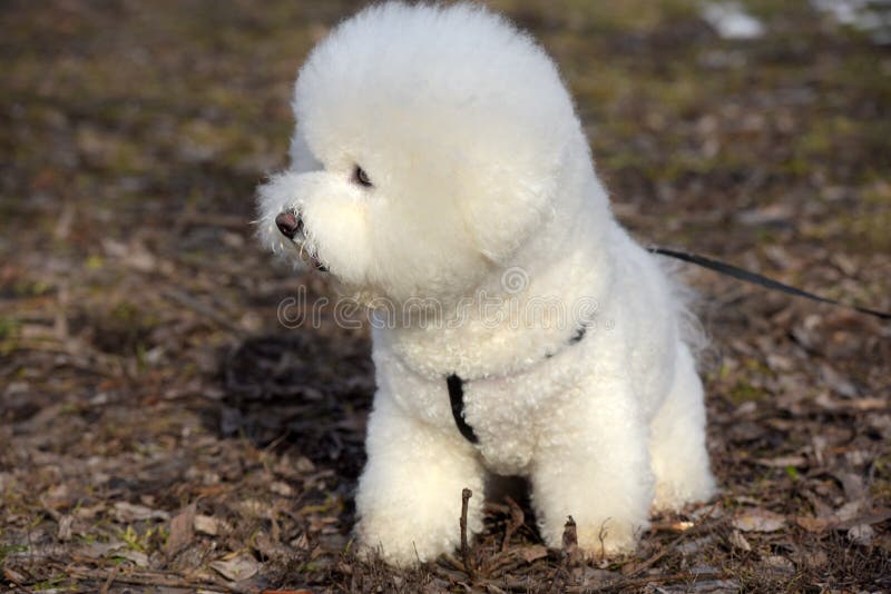 Bichon Frize Breed White Color Stock Photo - Image of animal, franois ...