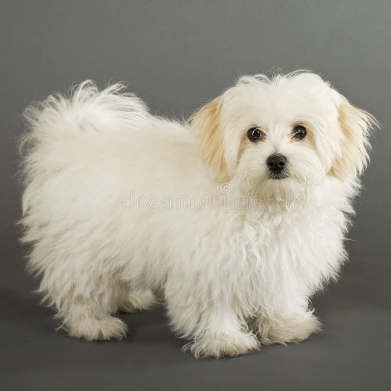 Side View Maltese Dog Standing Stock Photos - Free & Royalty-Free Stock ...