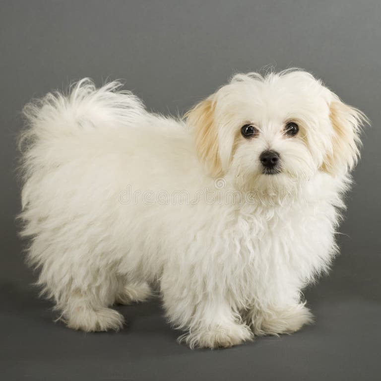 Side View Maltese Dog Standing Stock Photos - Free & Royalty-Free Stock ...