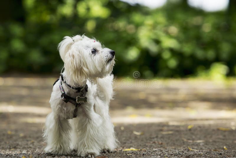Bichon Maltés De La Raza Del Perro Foto de archivo - Imagen de collar ...