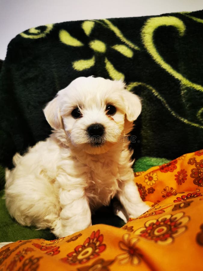 Bichon Maltez, Dog, Young,nic Stock Image - Image of carnivore, puppy ...