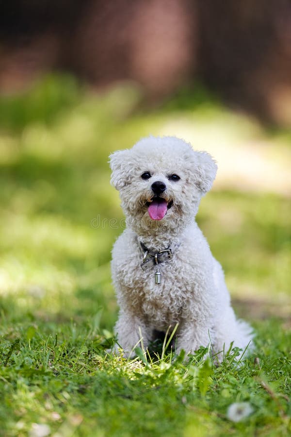 Bichon in the park stock image. Image of portrait, park - 58587767