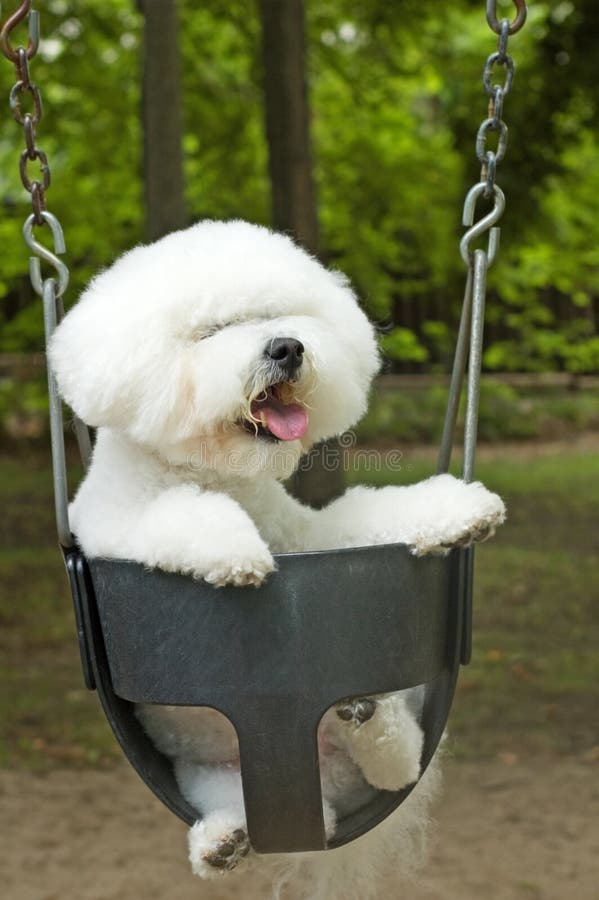 Bichon at play stock photo. Image of animal, furry, canine - 5837990