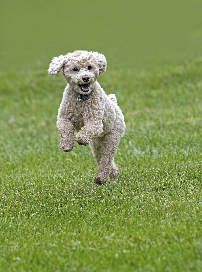 Bichon/Poodle Mixed Breed Dog Stock Image - Image of happy, breed: 44859059