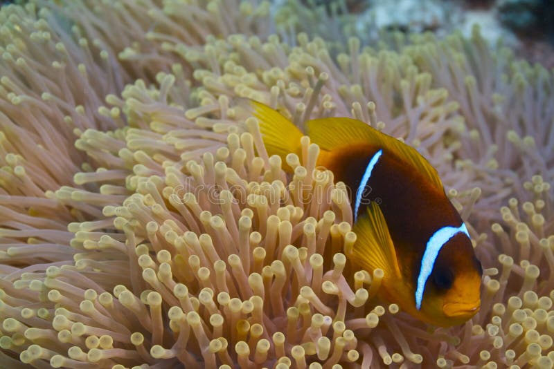 Bicinctus D'Amphiprion - Nemo - Poissons De Clown Image stock - Image ...