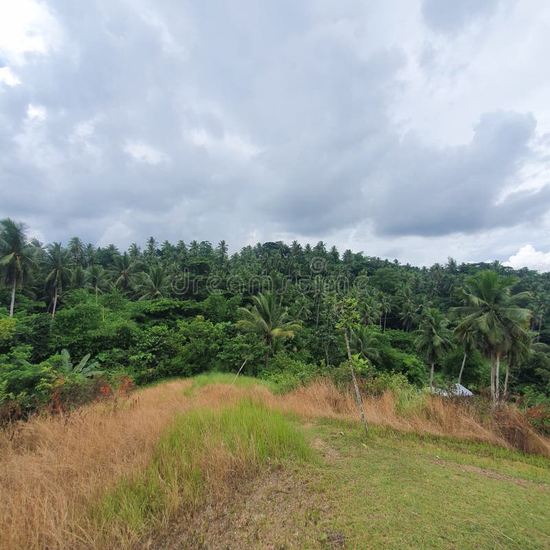 Bicol Area stock photo. Image of farm, visited, meadow - 282516886