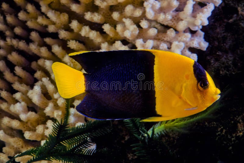 Bicolor angelfish stock image. Image of tropical, aquarium - 213073479