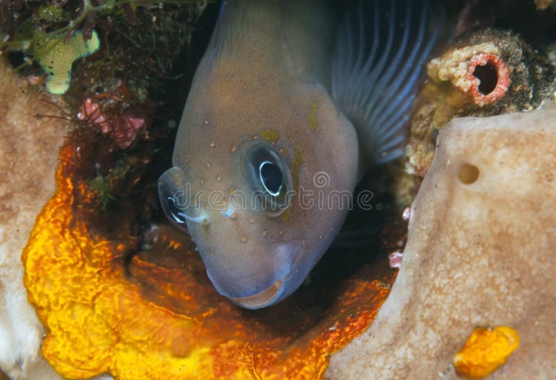 Colorful blenny fish stock image. Image of fish, colorful - 11552131