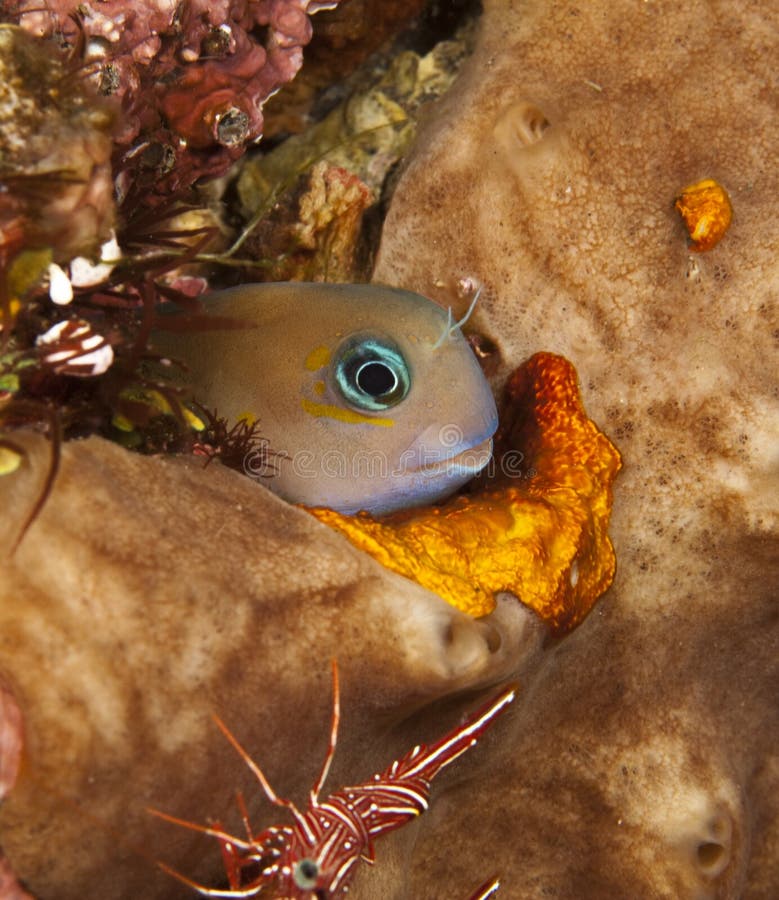 Bicolor blenny stock image. Image of crevice, cute, blenny - 13431869