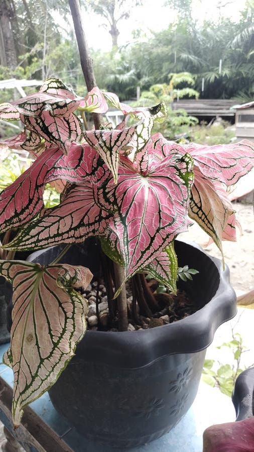 Caladium in a Potted Isolated on White Background with Copy Space ...