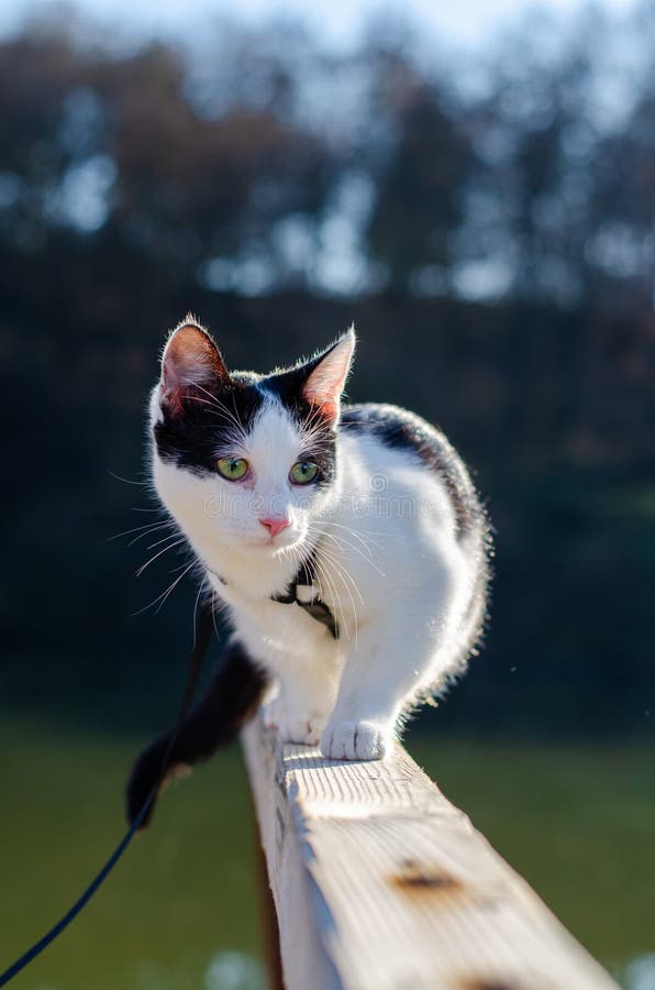 Bicolor Cat Staying on the Edge and Looking at Her Humans Stock Photo ...