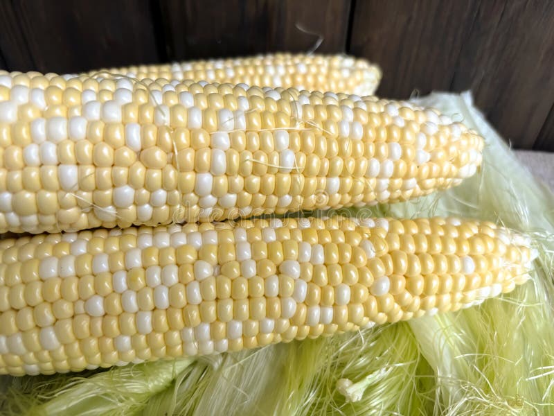 Bicolor Corn. the Ears of Corn are Yellow-white. Corn Variety Squeegee ...