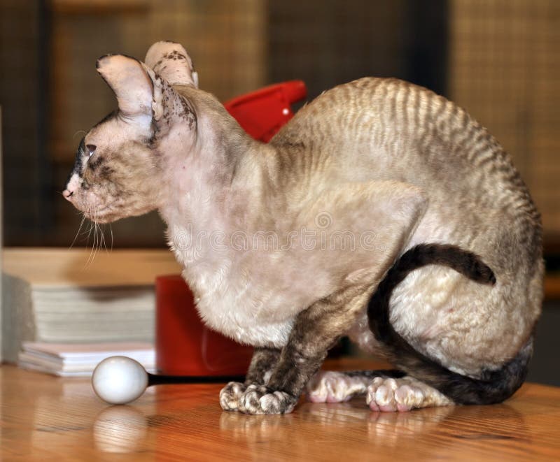 Bicolor devon rex cat stock photo. Image of show, nice - 64963848