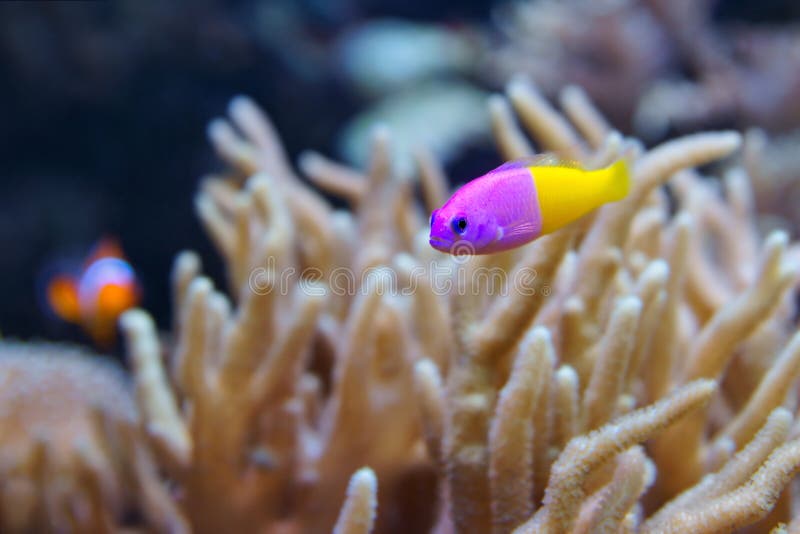 Bicolor Dottyback Pictichromis Paccagnella, Also Called the Royal ...