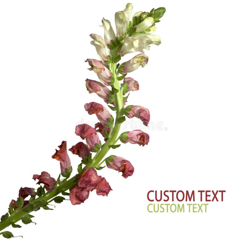 Bicolor Flower stock image. Image of abstract, decorative - 21581641