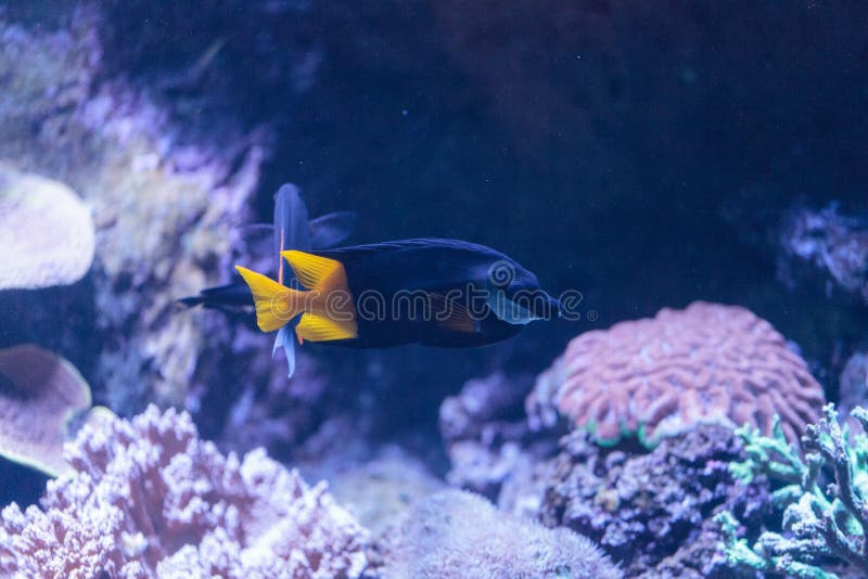 Foxface Rabbitfish, Siganus Vulpinus Arkivfoto - Bild av duva, grus ...