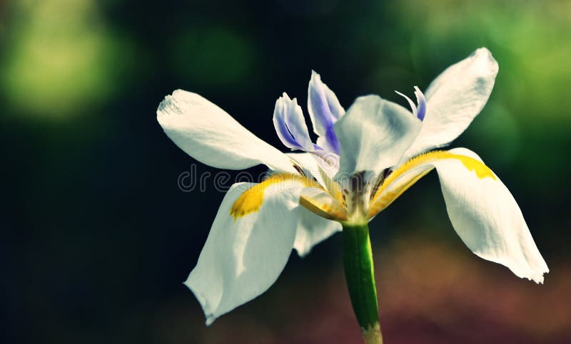 Bicolor Iris stock image. Image of bicolor, decorative - 201616597