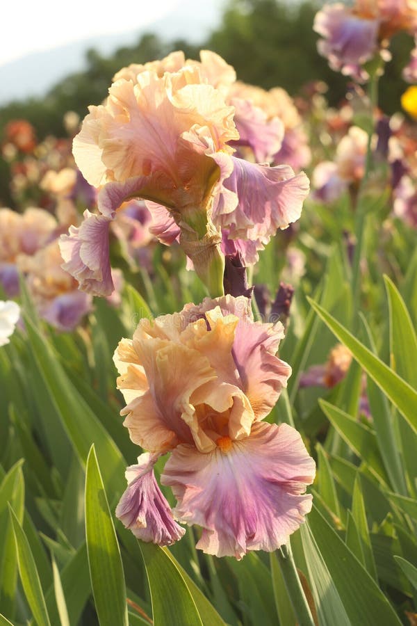 Bicolor Iris on a Flower Bed Stock Photo - Image of blooming, color ...