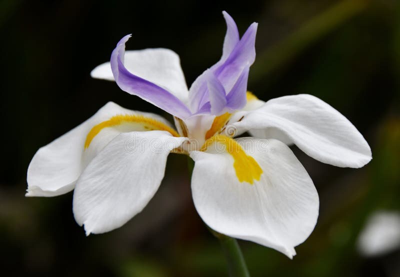 Bicolor Iris in sunlight stock image. Image of yellow - 200475995